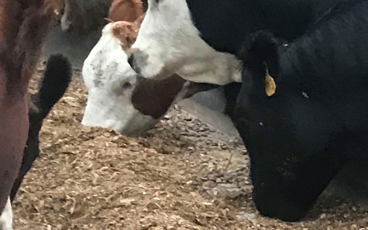 Managing Sheep Body Condition Score Throughout the Year