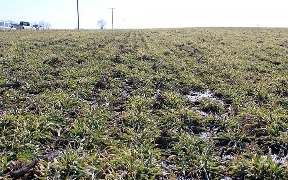 Farm Practices That Improve Soil Health: Integrated Crop-Livestock Systems