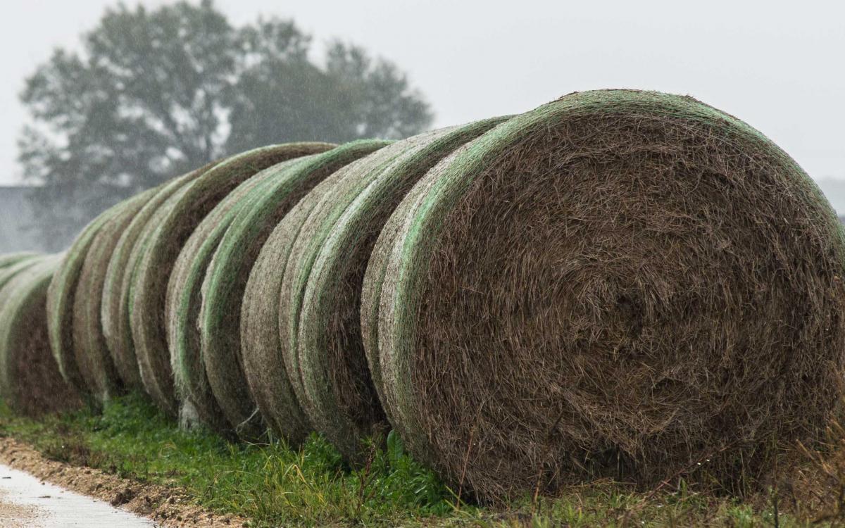 What’s Important to Know About Silage Additives & Inoculants?