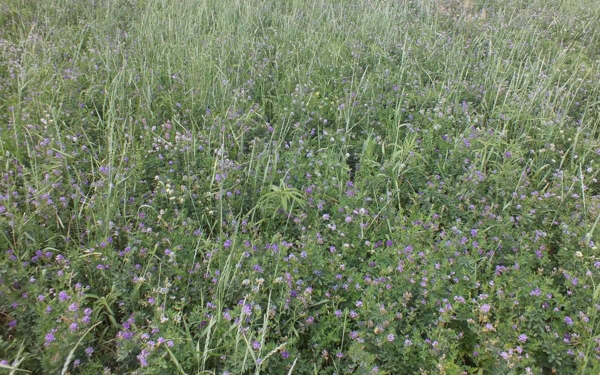 Replacing Corn With Milo in Cattle Diets