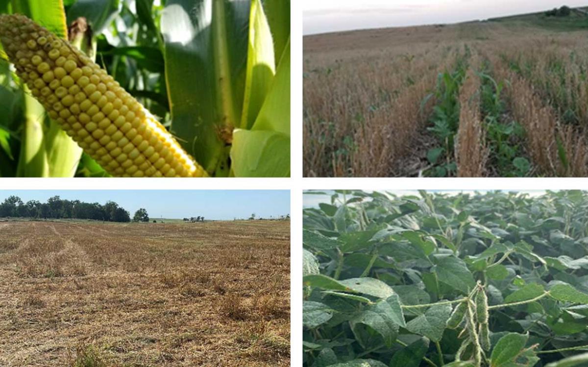 iGrow Soybeans: Best Management Practices for Soybean Production