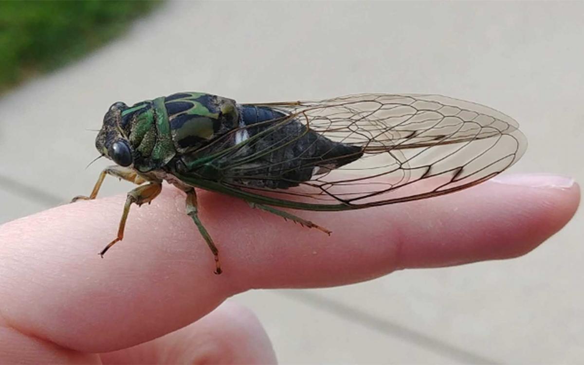 Shrub | SDSU Extension