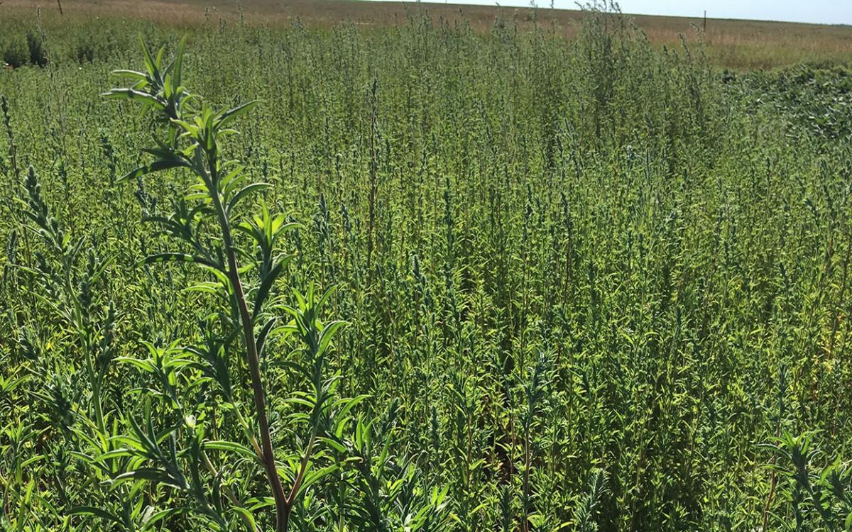 Corn Weeds | SDSU Extension
