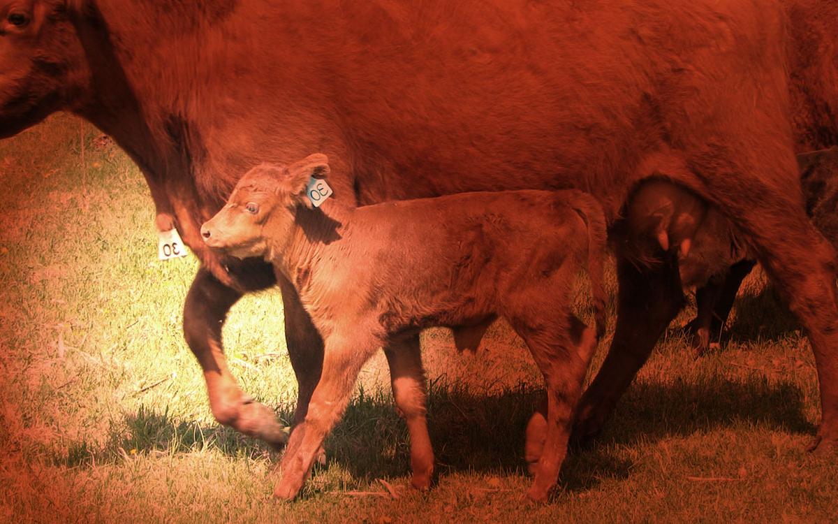 Treating Lameness in Cattle