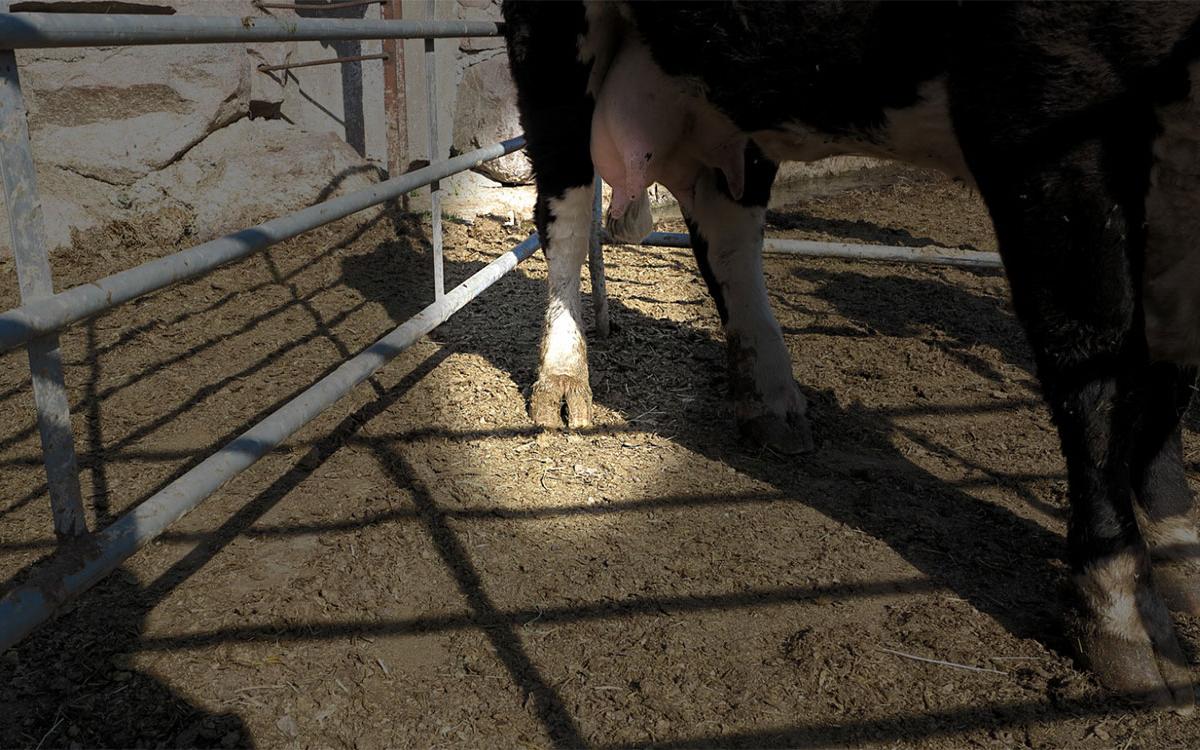 Treating Lameness in Cattle