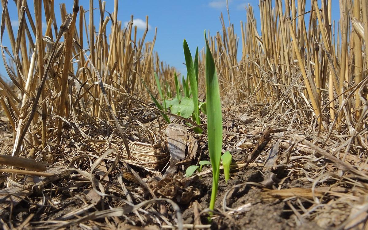 Wheat Weeds | SDSU Extension
