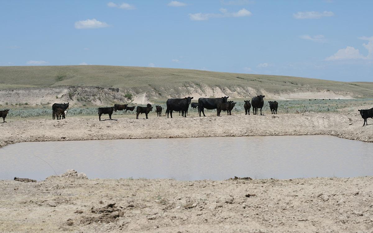 Online Tools To Help With Rangeland Drought Planning