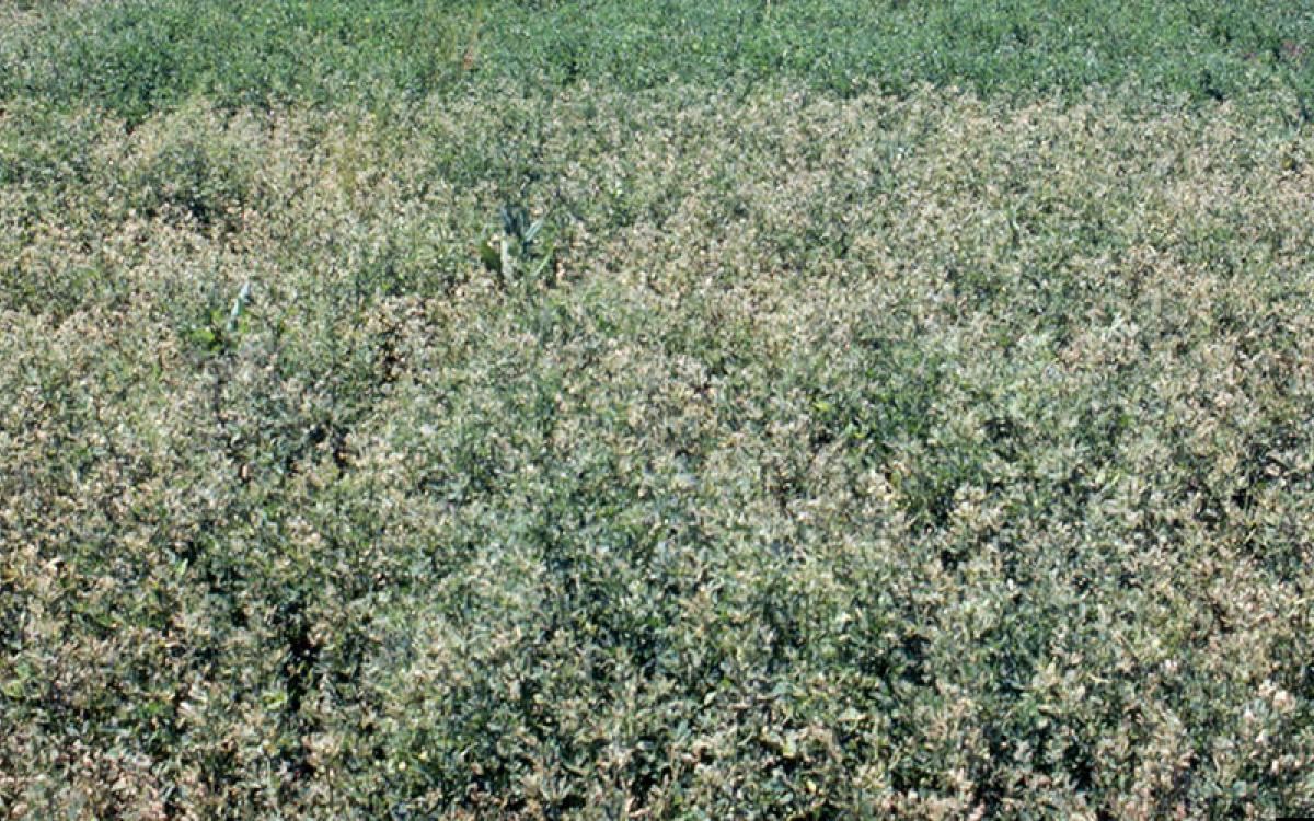 Financial Considerations With Livestock Grazing Distribution