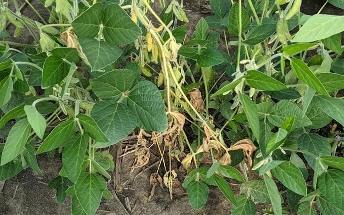 Soybean Diseases | SDSU Extension
