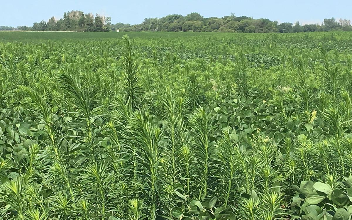 Weed Control in Sweet Corn