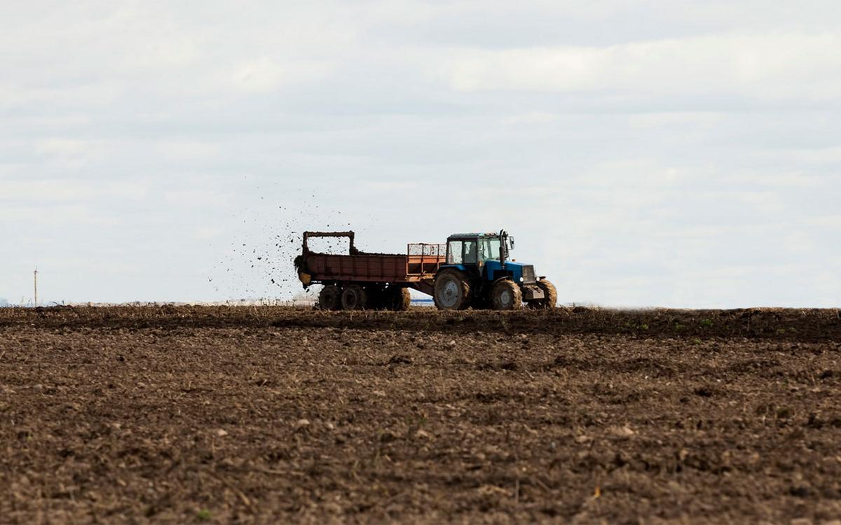 Beef Feedlot and Backgrounding | SDSU Extension
