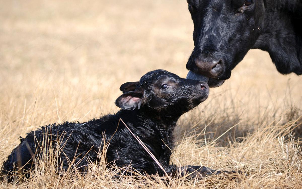 Feed at Night, Calve During the Day