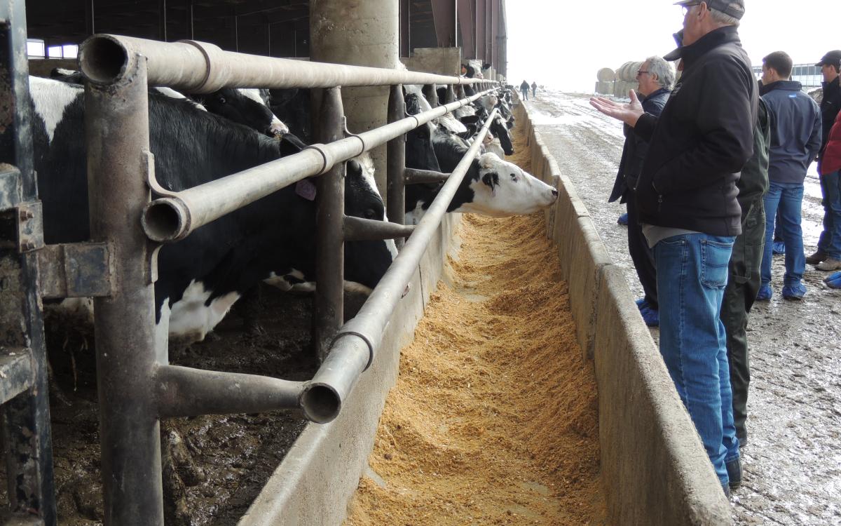 Mycoplasma Bovis in Feedlot Cattle: Treating and Controlling Infections