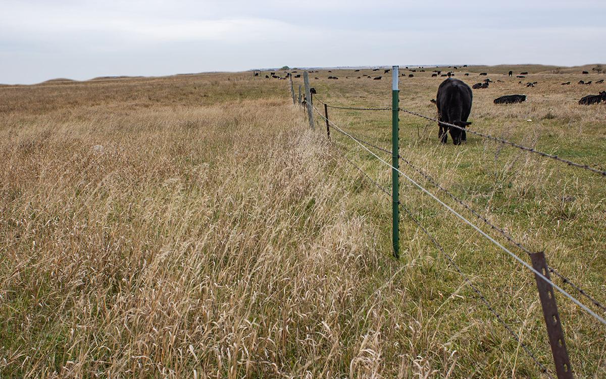 Ergot: A Potential Livestock Poisoning Problem