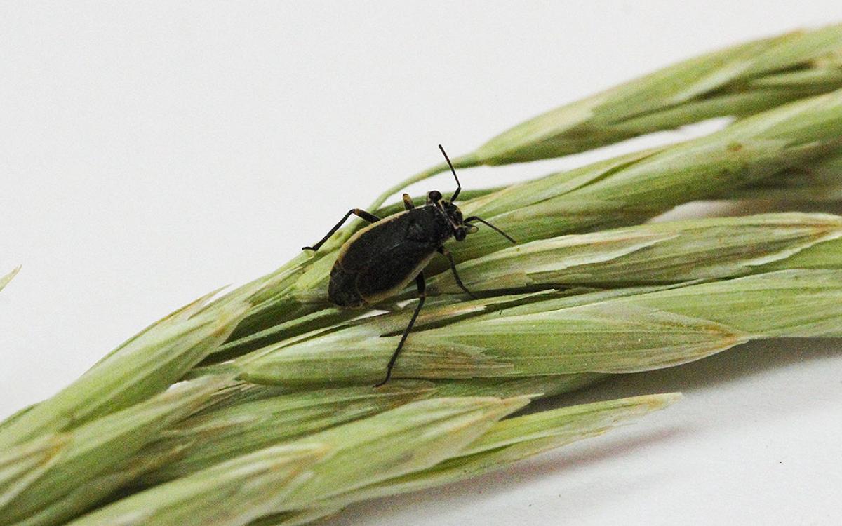 Getting Started With Bison Ranching