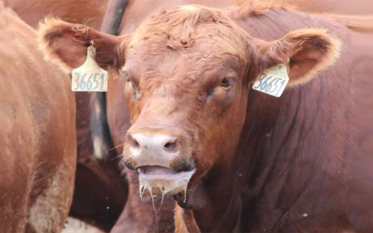 Feed at Night, Calve During the Day