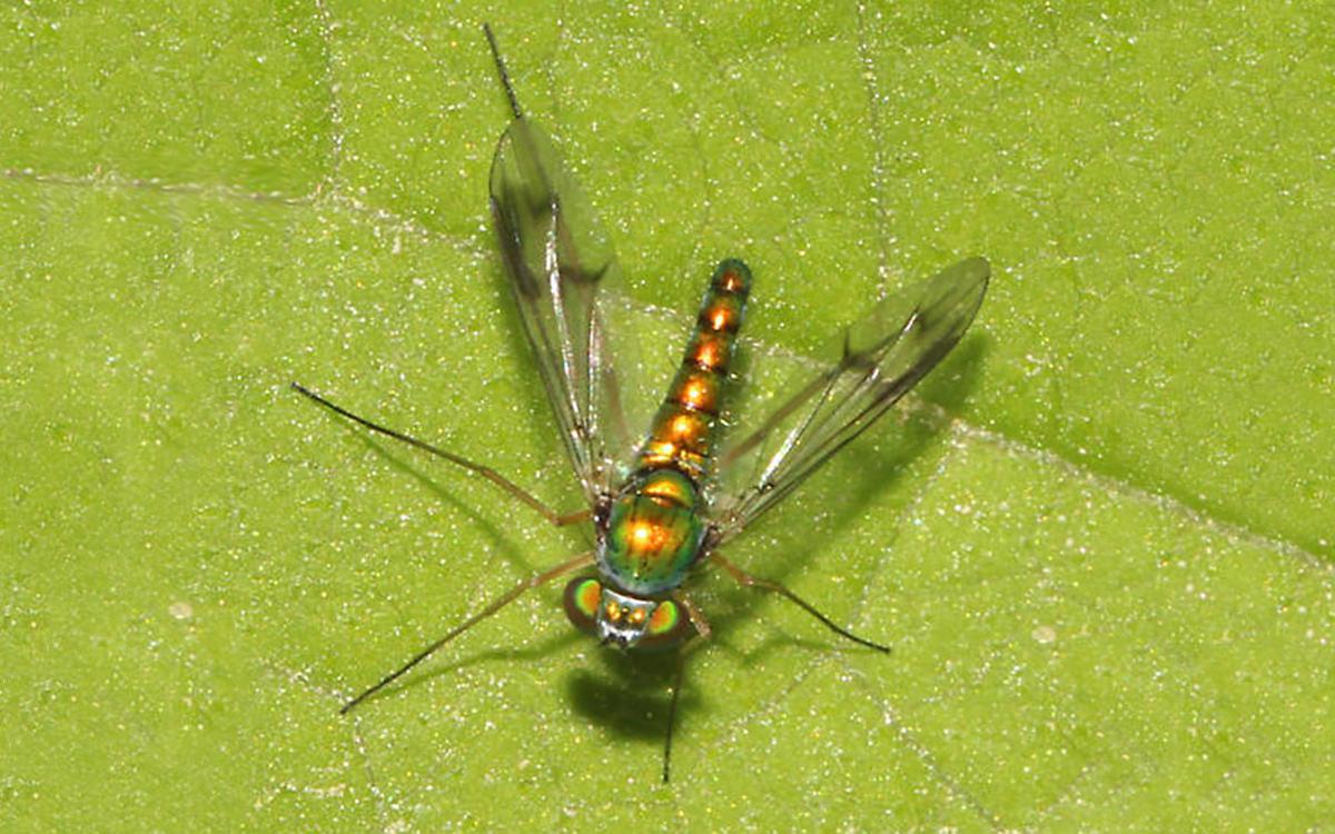 iGrow Corn: Best Management Practices for Corn Production