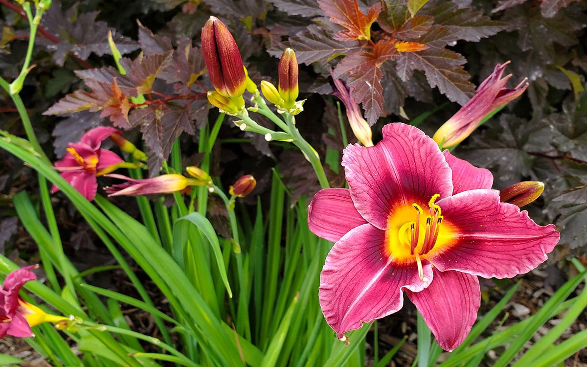 Invasive Garden Plants: Is That a Weed?