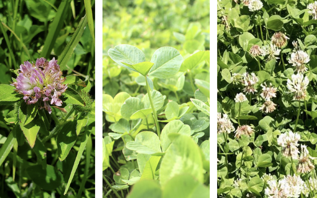 Clover Cover Crops as a Living Mulch for Pepper Production in Eastern ...