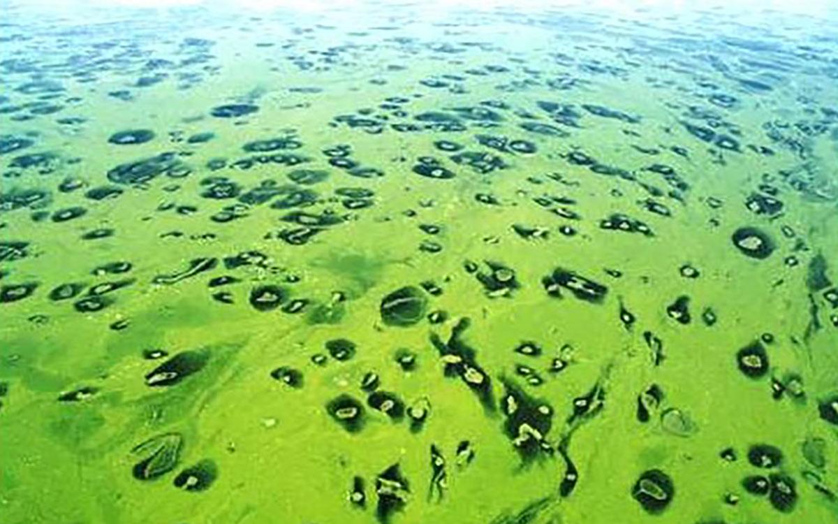 The Lasting Effects of Overgrazing on Rangeland Ecosystems