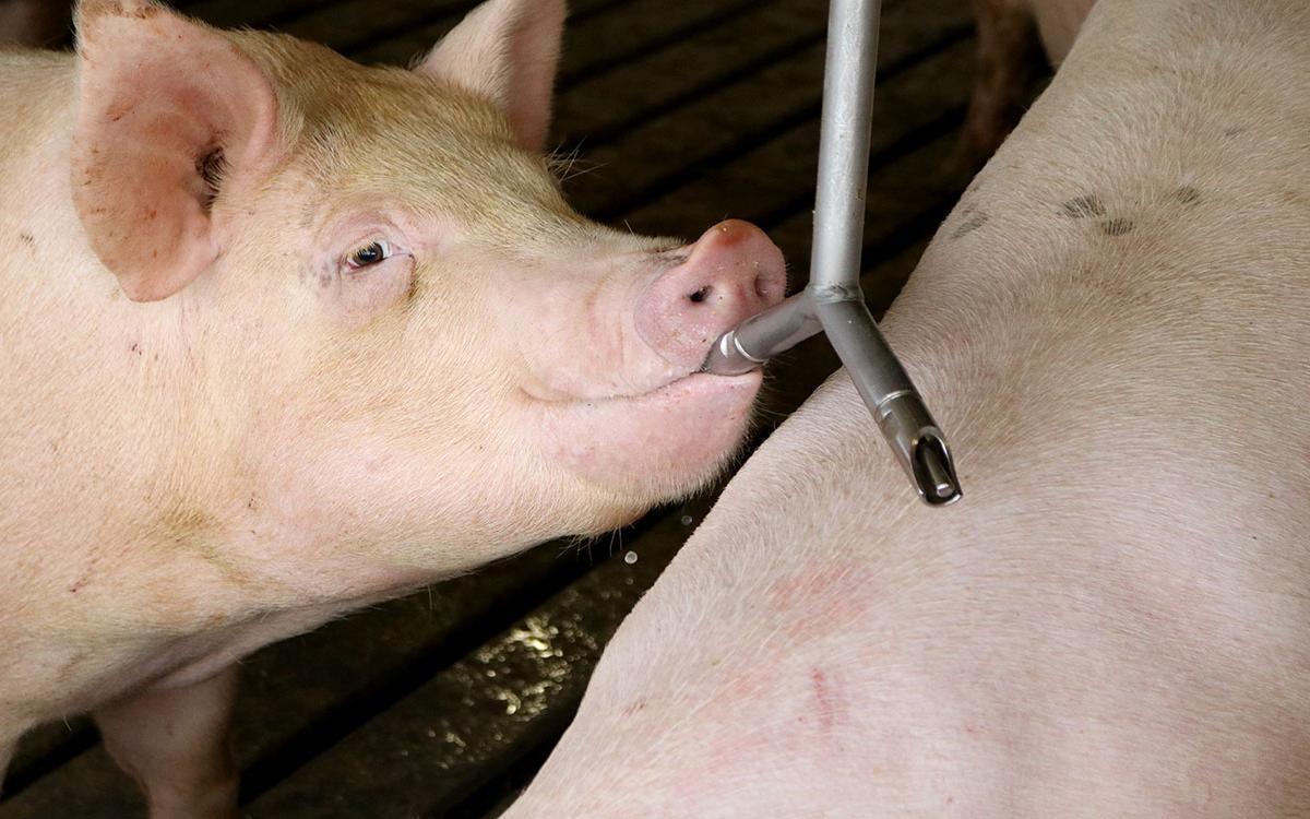 Concentrated Animal Feeding Operations Training set for June 30