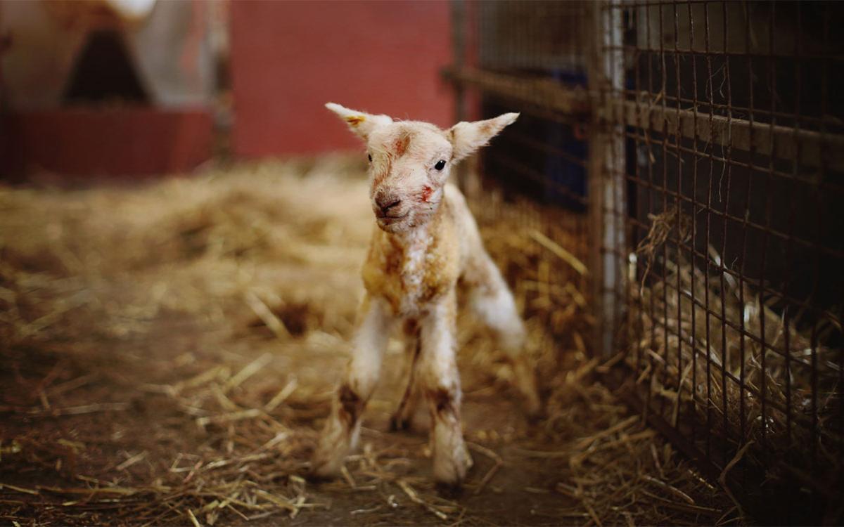 Sheep Reproduction and Genetics | SDSU Extension