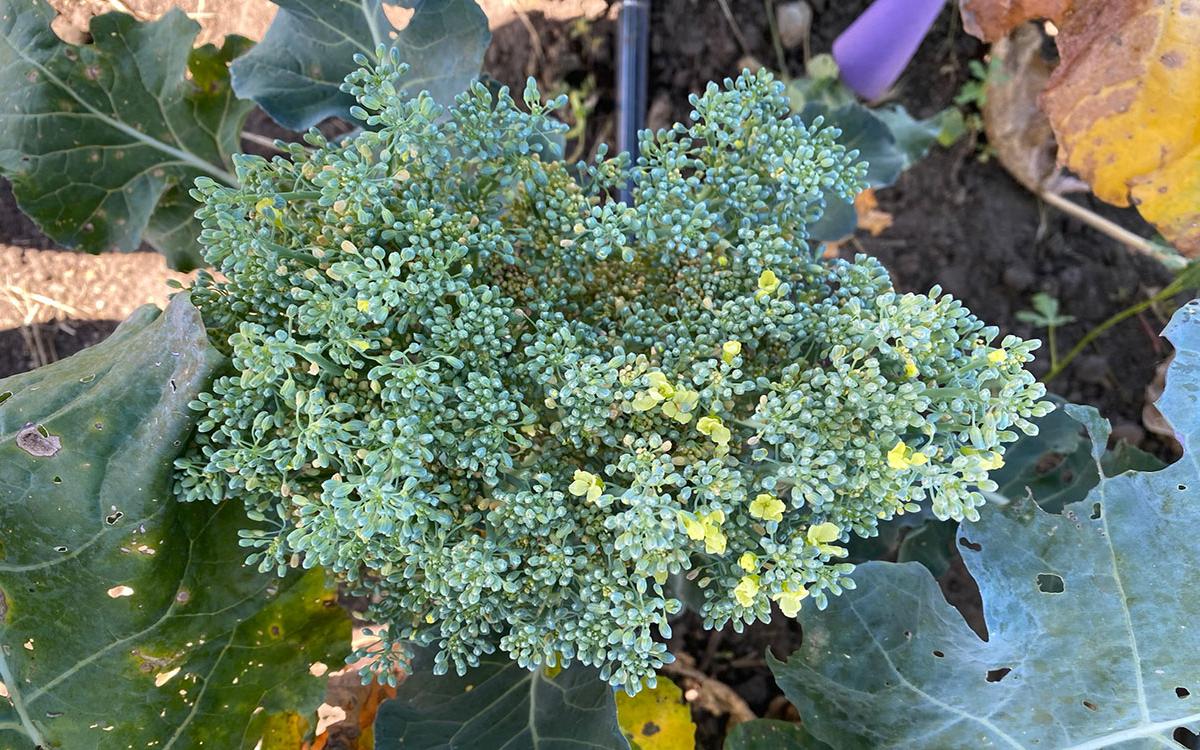 Trials and Tribulations of Growing Squash and Cabbage in Living Mulch ...