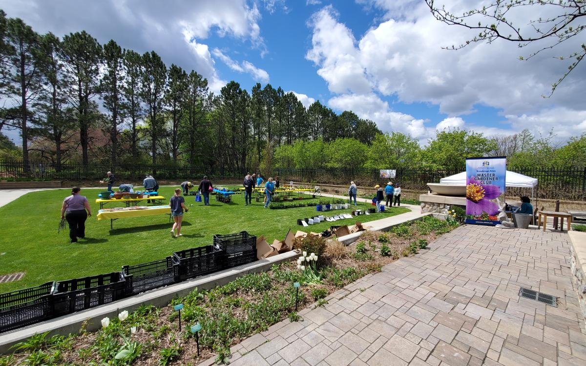Native Plants to Know: Prairie Smoke (Geum triflorum)