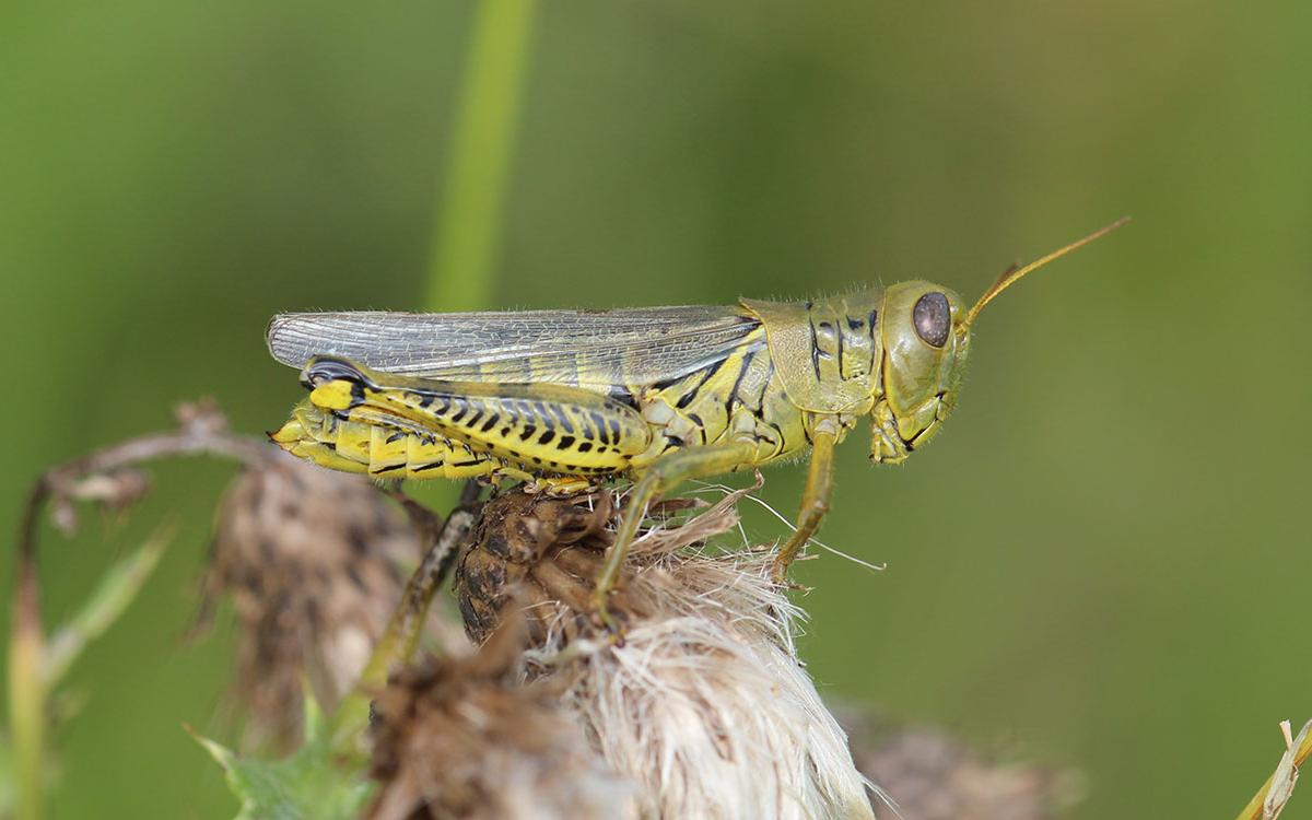 Canada Thistle Control in the Fall