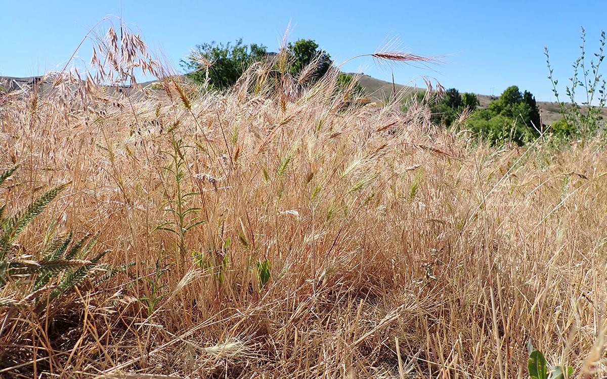 Invasive Grasses: Ventenata