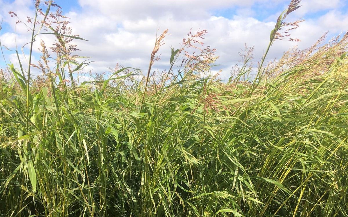 Understanding Hay Inoculants and Preservatives on ‘Dry’ Hay