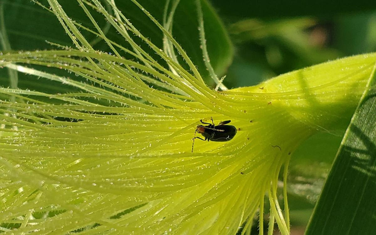 Corn Rootworm Adults Are Emerging in South Dakota