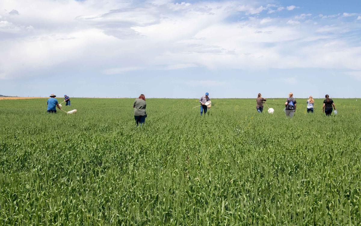 Understanding Hay Inoculants and Preservatives on ‘Dry’ Hay