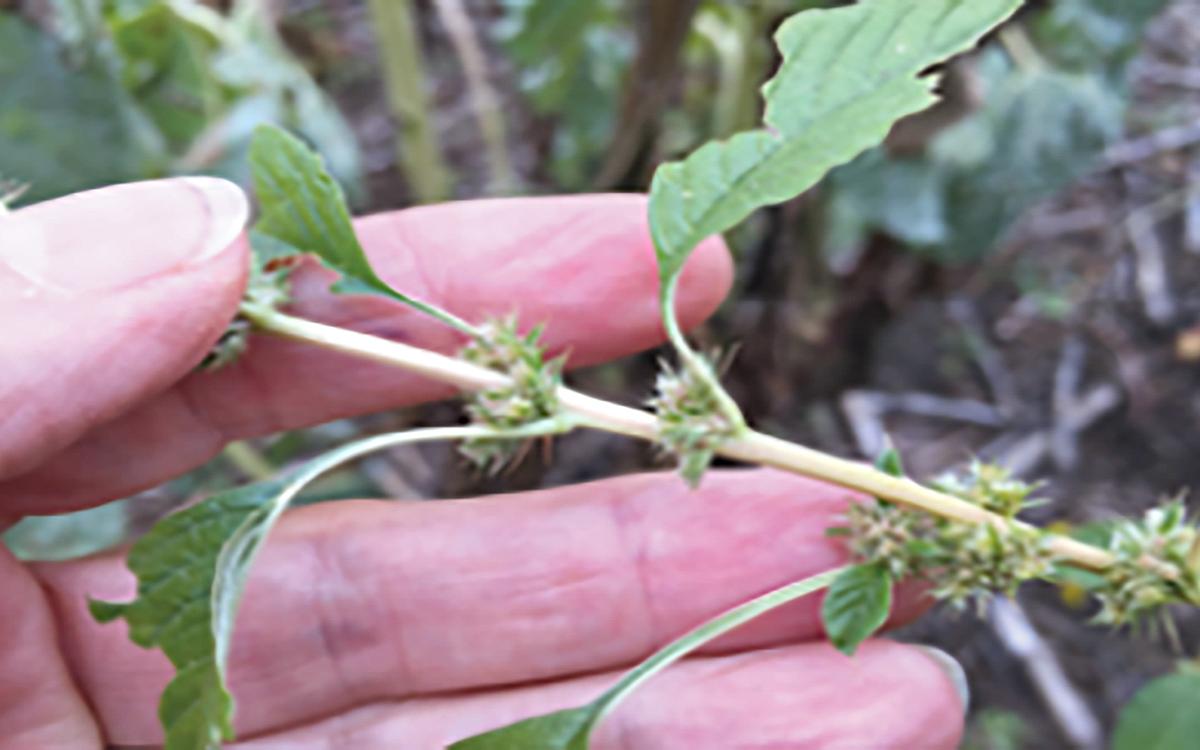 Weeds & Invasive Plants | SDSU Extension