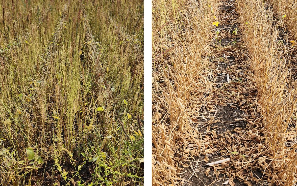 Weeds & Invasive Plants | SDSU Extension