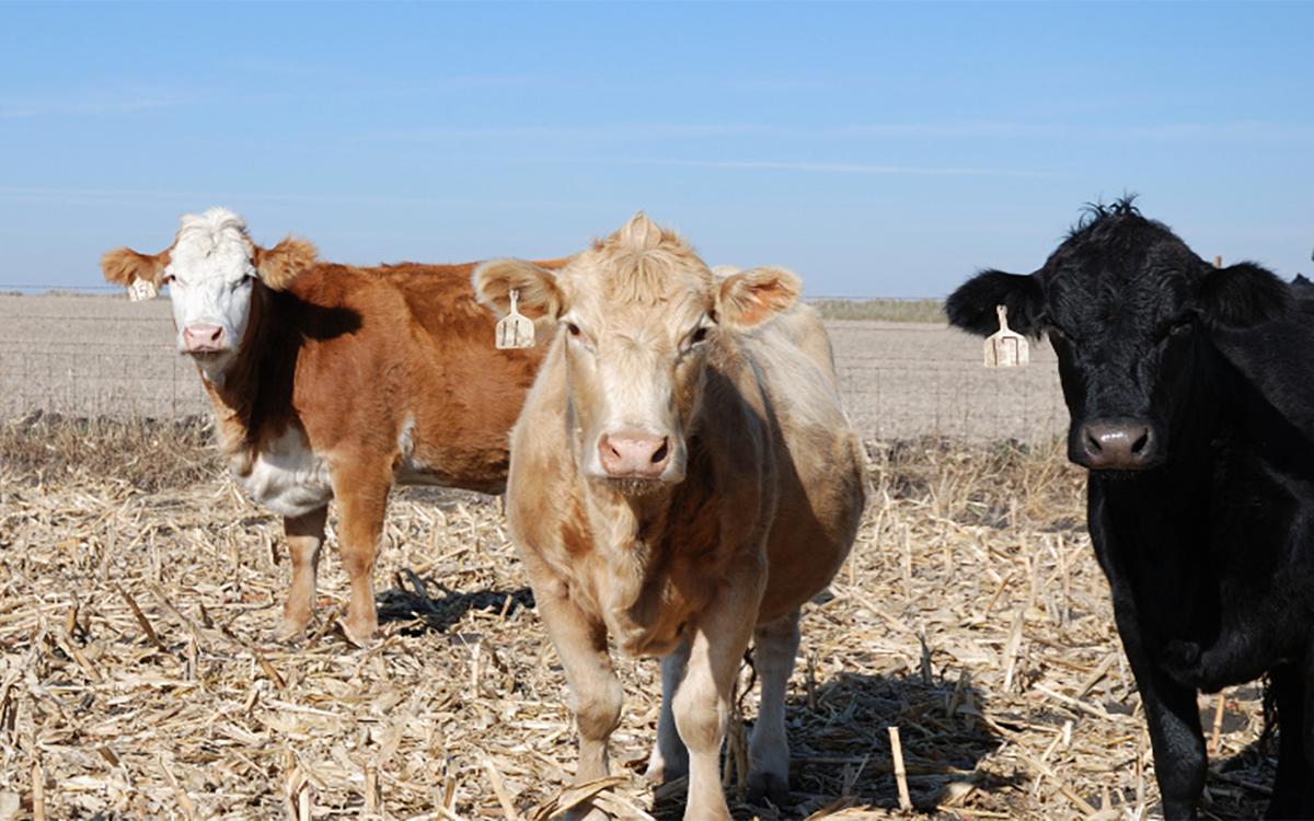 Understanding Feed Analysis Reports