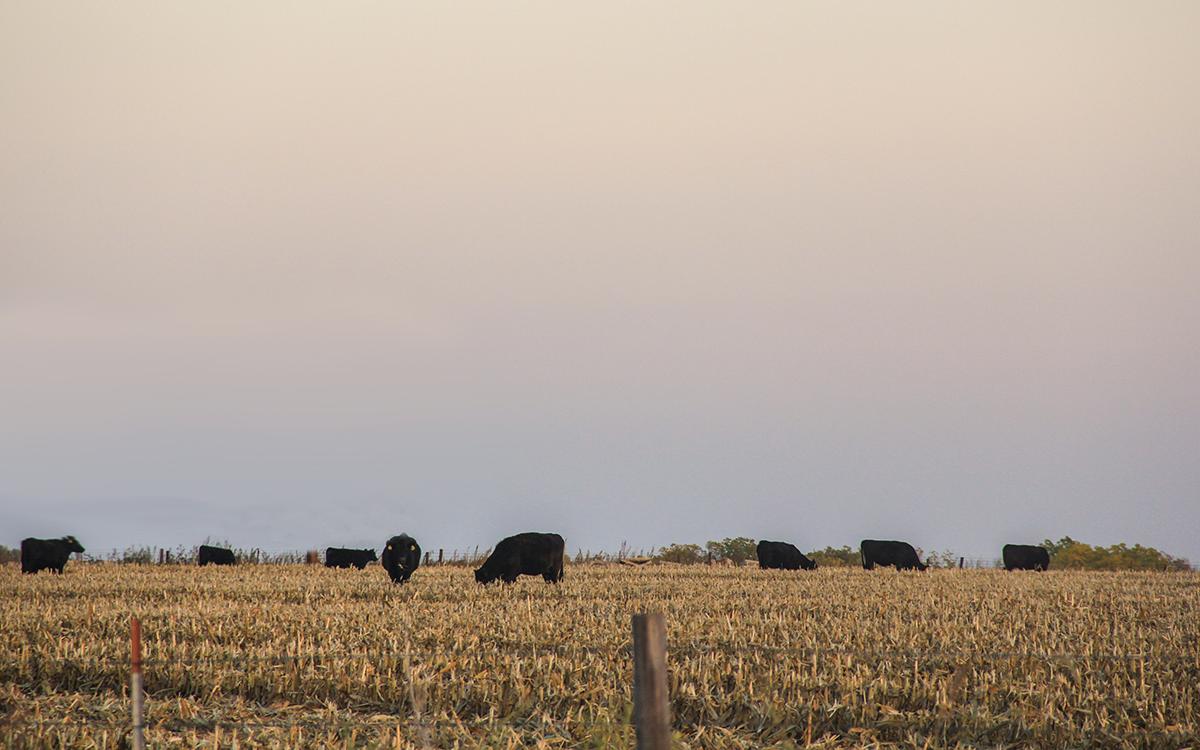 How Much Meat Can You Expect from a Fed Steer?