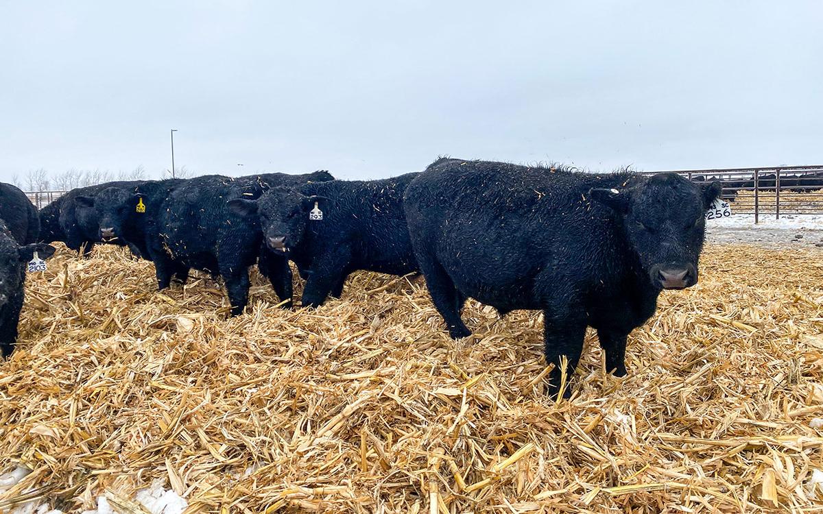 Managing Your Bull’s Fertility