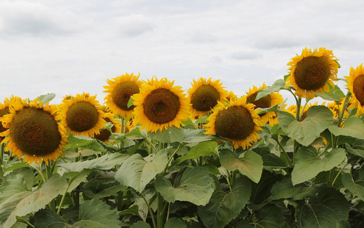 Best Management Practices for Sunflower Production