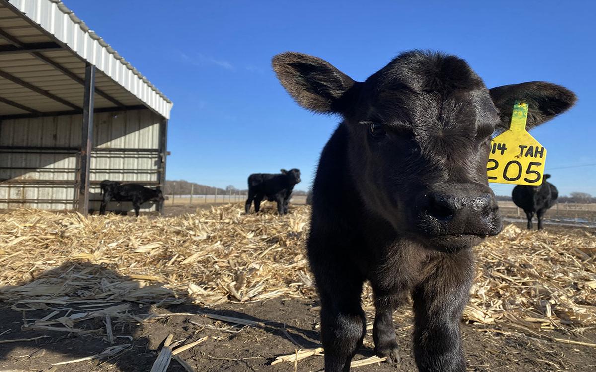 Beef Reproduction and Genetics | SDSU Extension