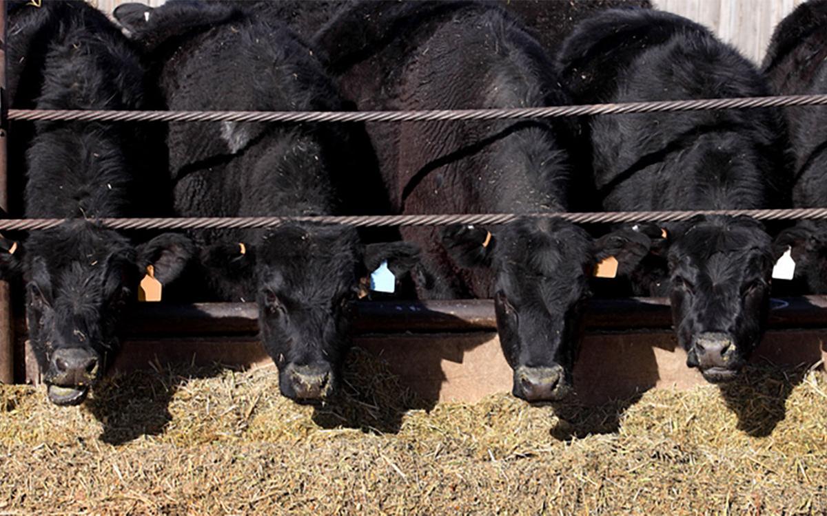 Registration open for 2025 Siouxland Feedlot Forum