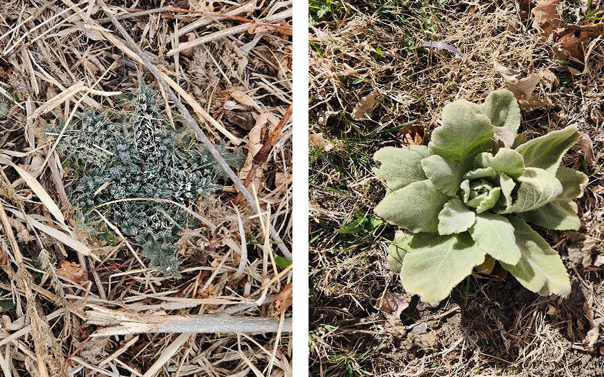 Content | SDSU Extension