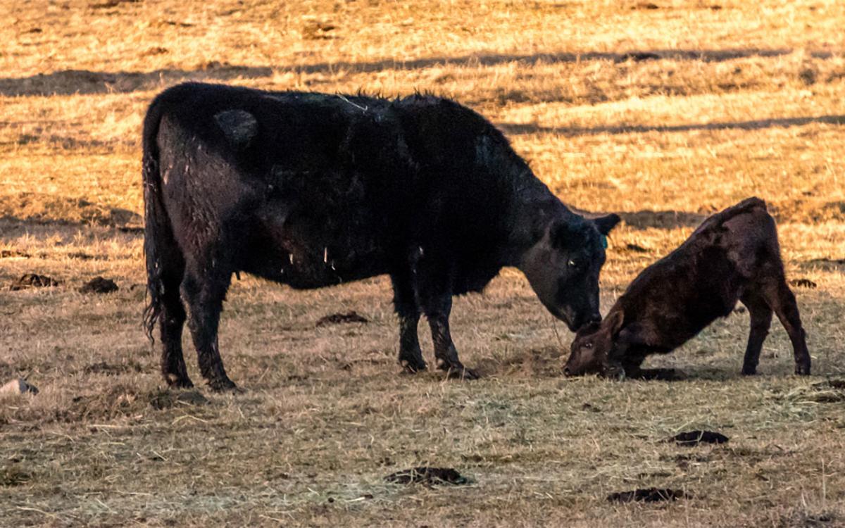 Beef: Best Management Practices for Cow-Calf Production