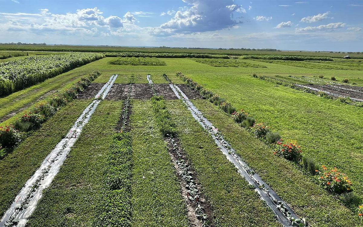 Leeks: Harvest and Storage