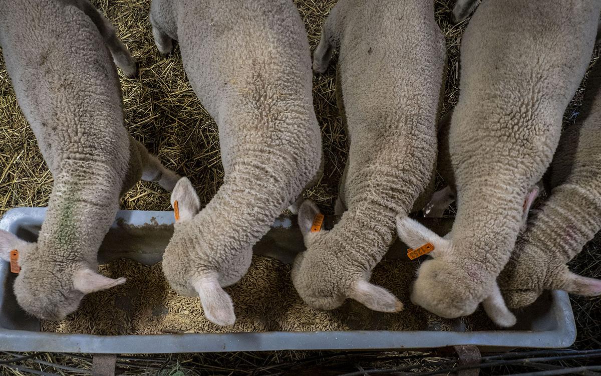 Sheep Breeds