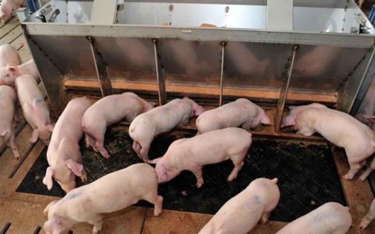 Nursery Pig Management