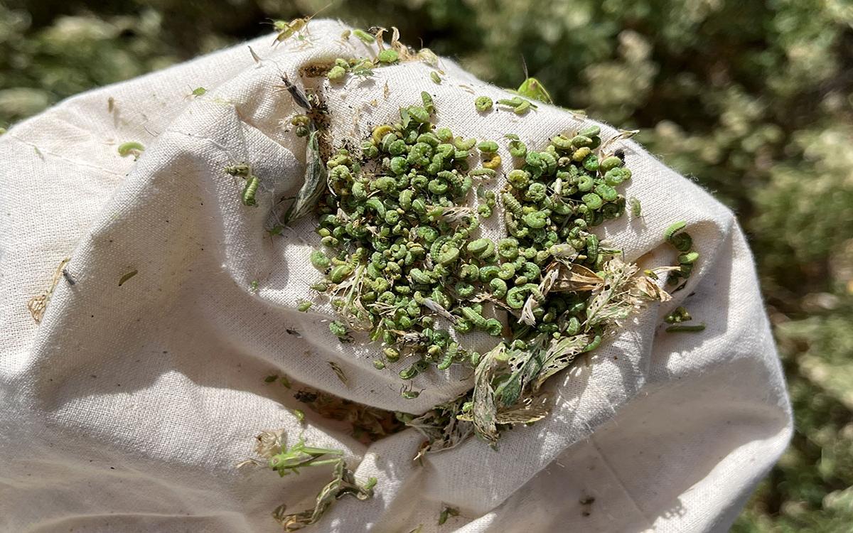 An identification guide for Alfalfa Insect Pests in South Dakota