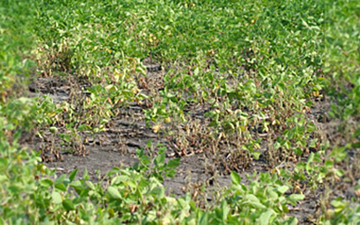 Late-Season Soybean Diseases: Know what’s killing your soybeans