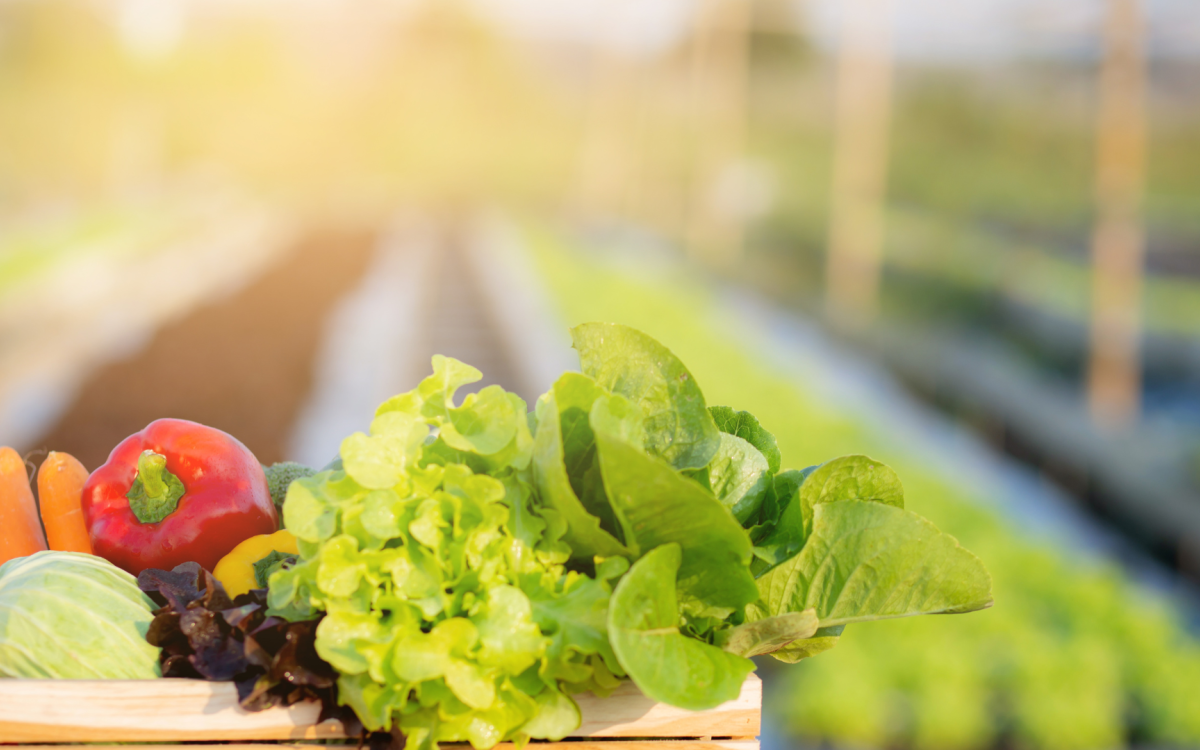 SDSU Extension | SDSU Extension