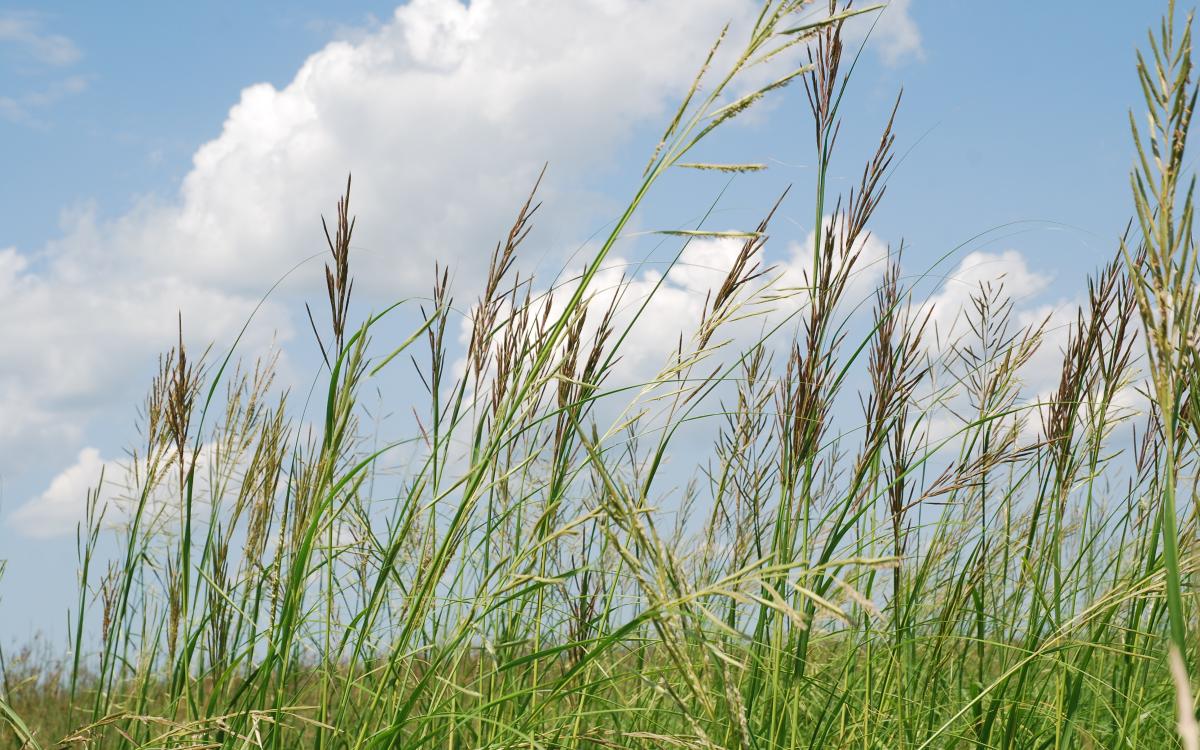 The Lasting Effects of Overgrazing on Rangeland Ecosystems